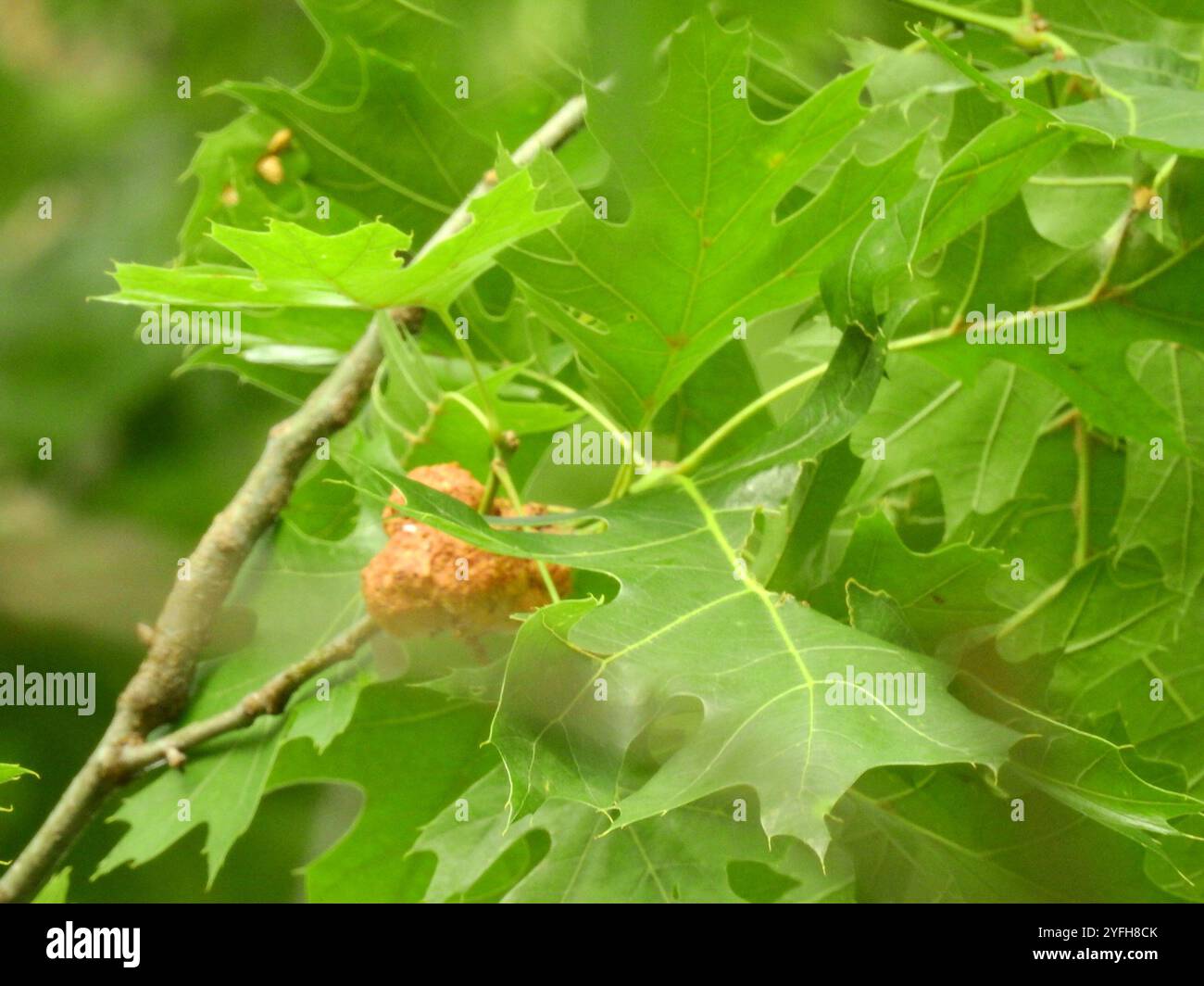 Woolly Catkin Gall Wasp (Callirhytis quercusoperator Stock Photo - Alamy