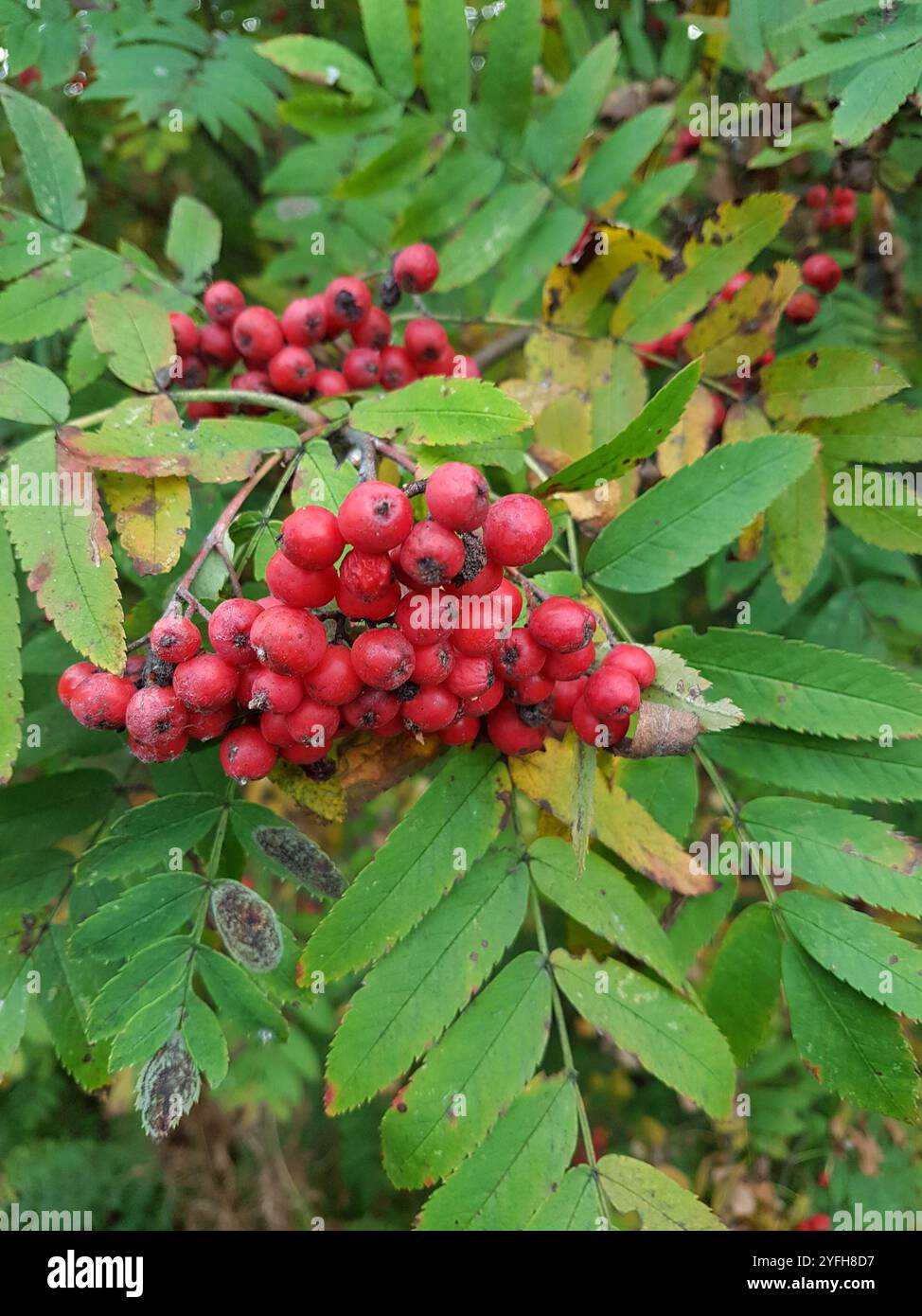 European mountain ash (Sorbus aucuparia Stock Photo - Alamy