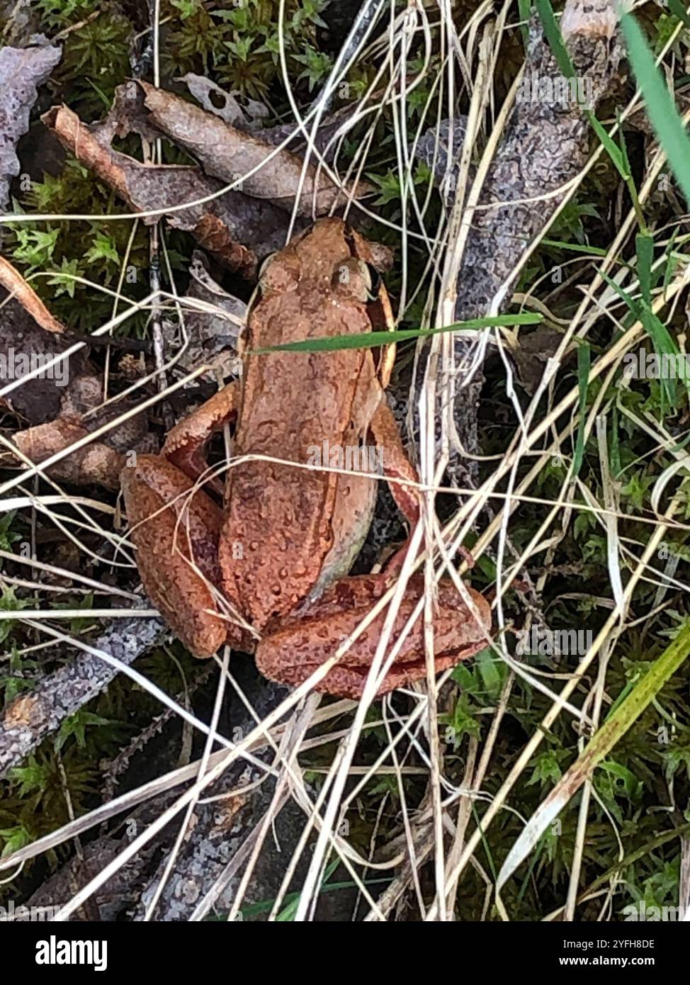 Wood Frog (Lithobates sylvaticus Stock Photo - Alamy