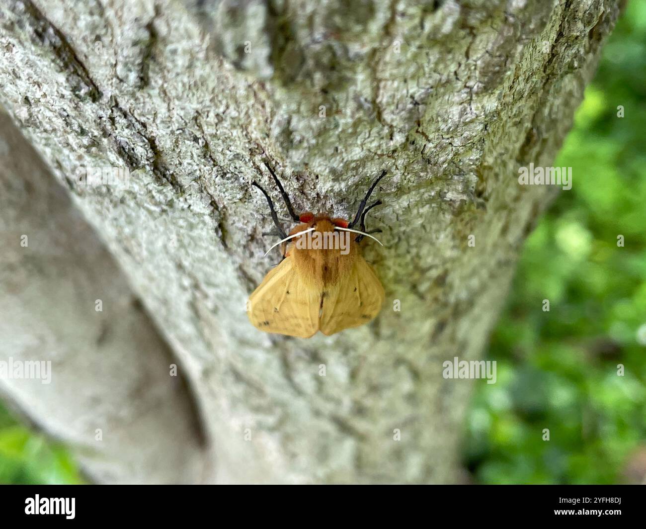 Isabella Tiger Moth (Pyrrharctia isabella Stock Photo - Alamy