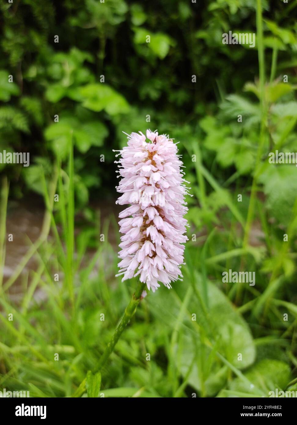 common bistort (Bistorta officinalis Stock Photo - Alamy