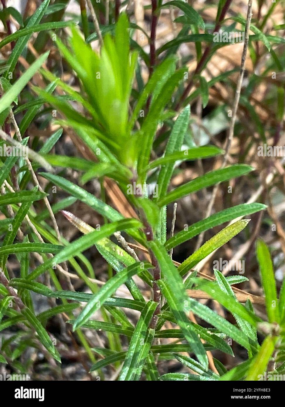 Flax-leaved Aster (Ionactis linariifolia Stock Photo - Alamy