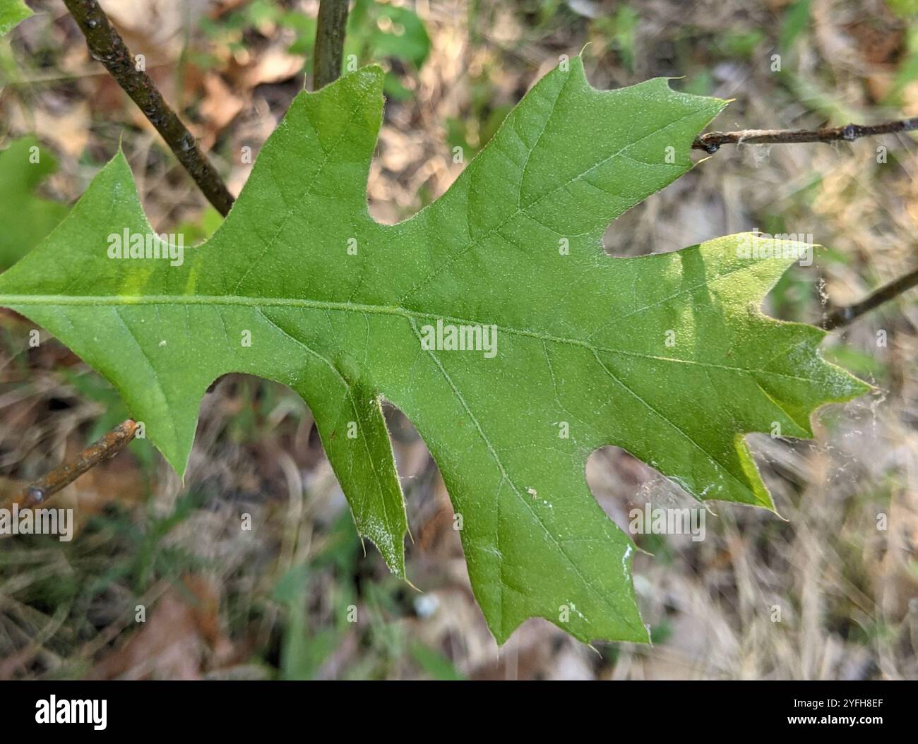 black oak (Quercus velutina Stock Photo - Alamy