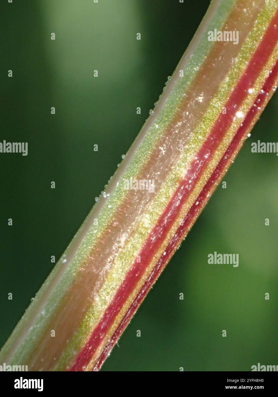 Oak leaved goosefoot hi-res stock photography and images - Alamy