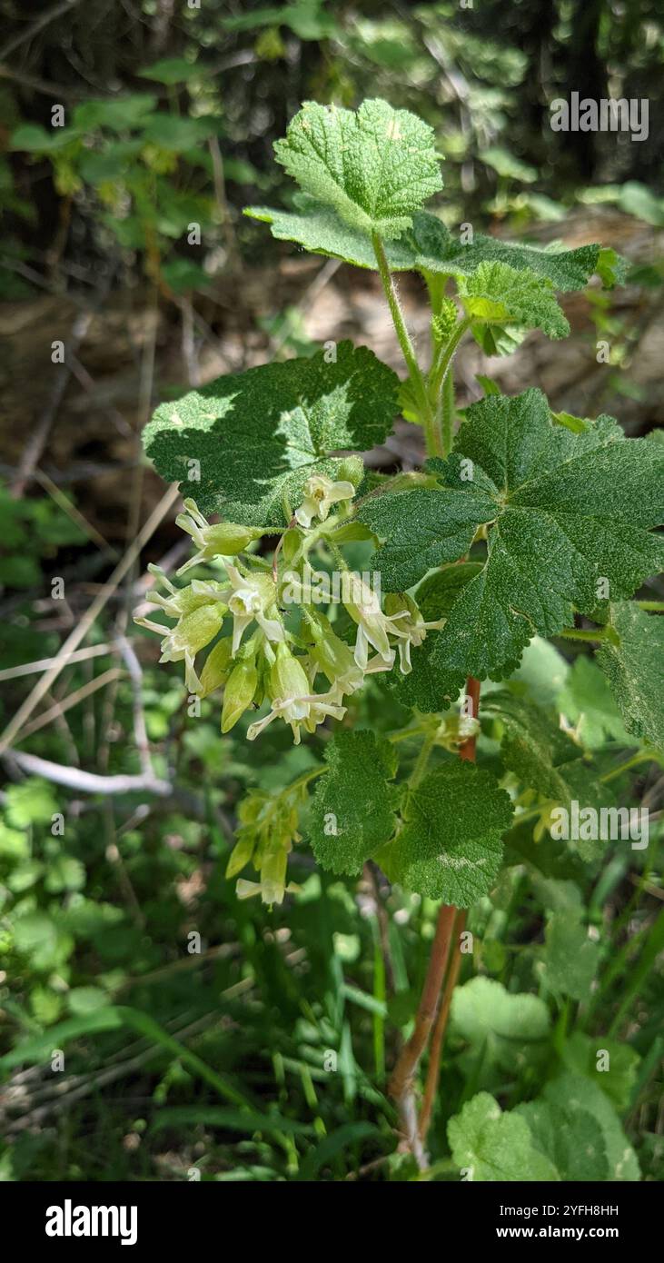 sticky currant (Ribes viscosissimum Stock Photo - Alamy