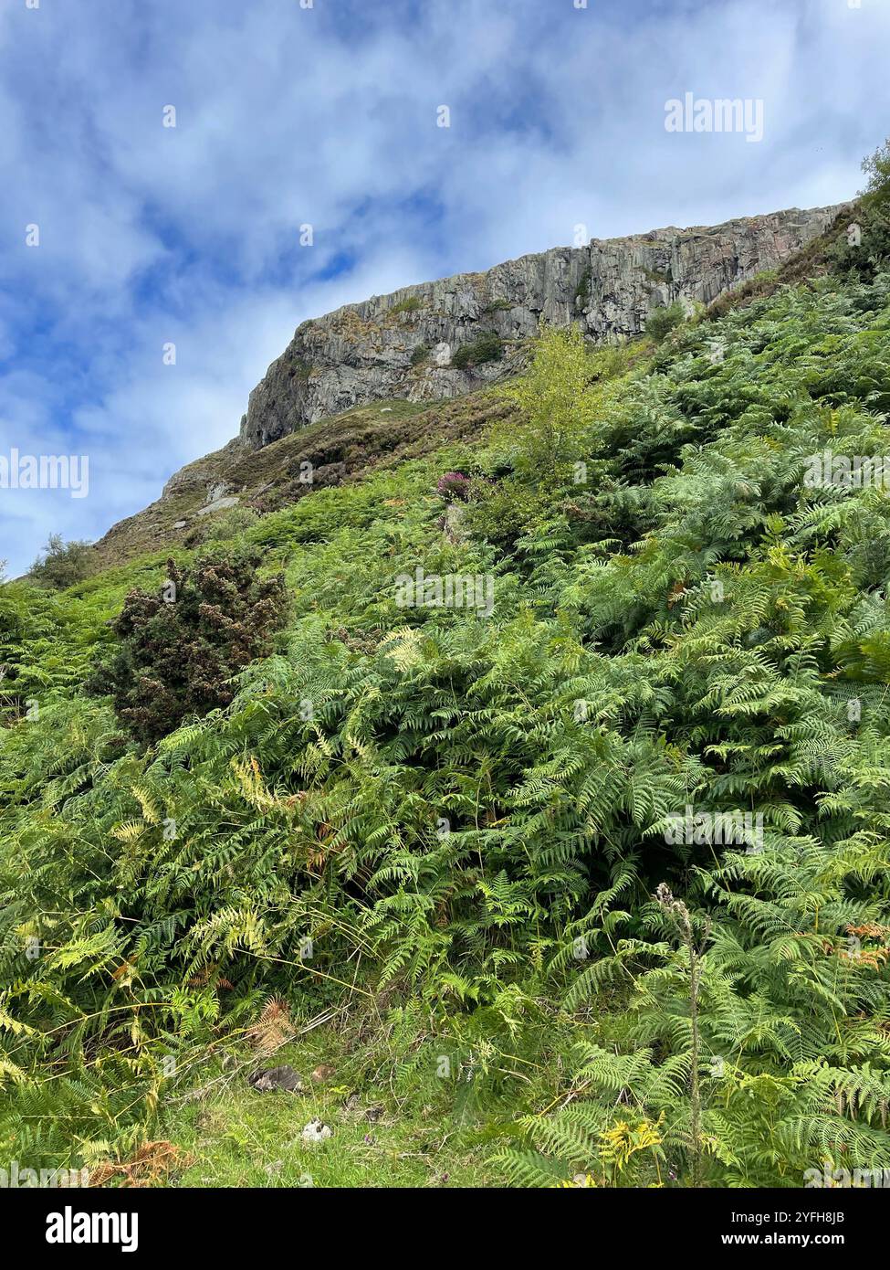 Hillside of the Holy Isle Stock Photo - Alamy