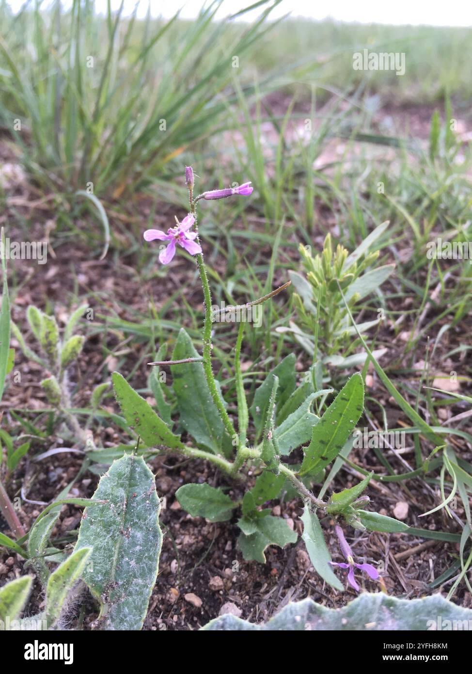 Chorispora tenella hi-res stock photography and images - Alamy