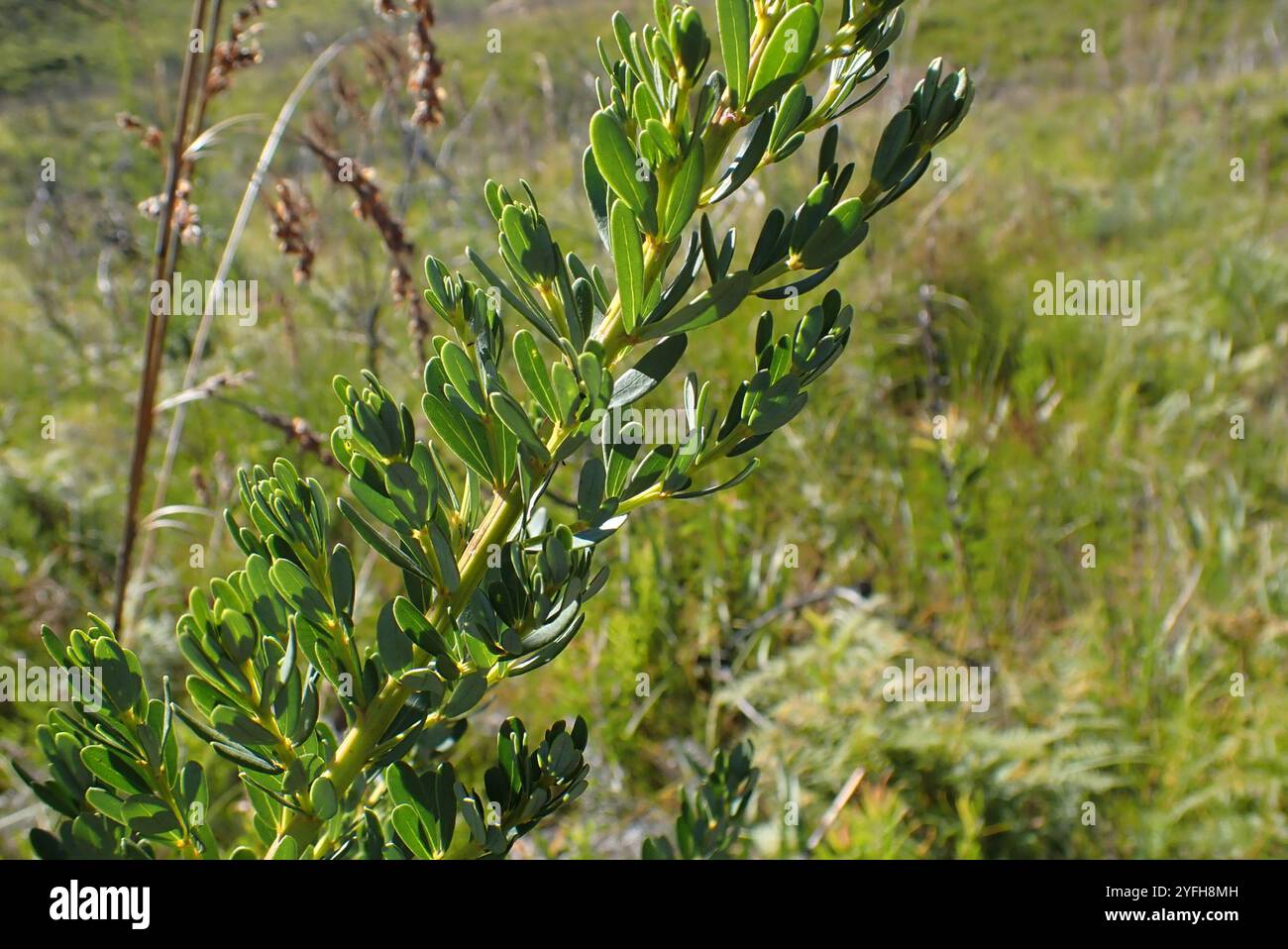 (Cyclopia subternata subternata Stock Photo - Alamy