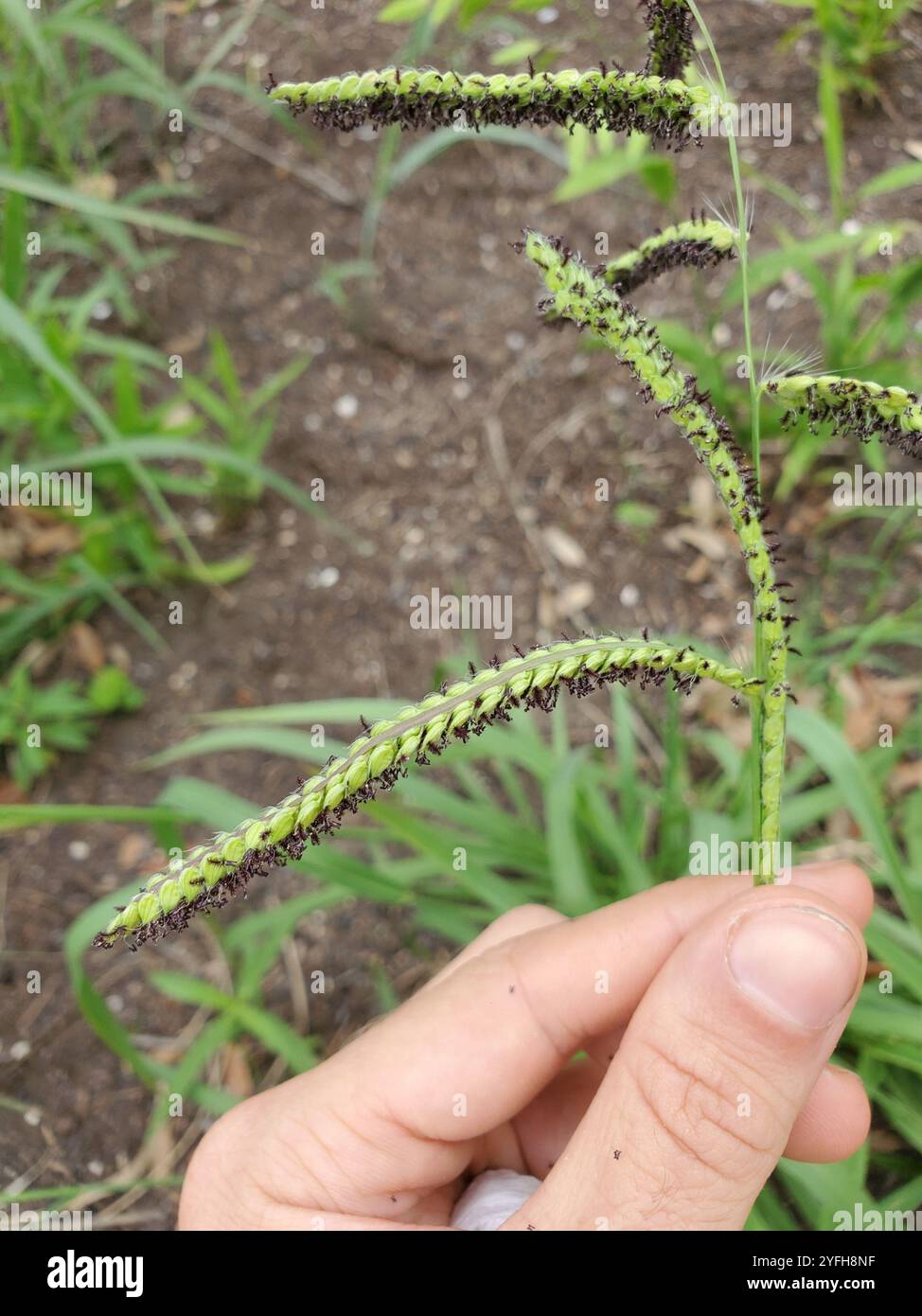 Paspalum dilatatum hi-res stock photography and images - Alamy