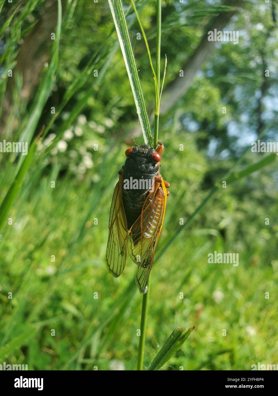 Pharaoh Cicada (Magicicada septendecim Stock Photo - Alamy