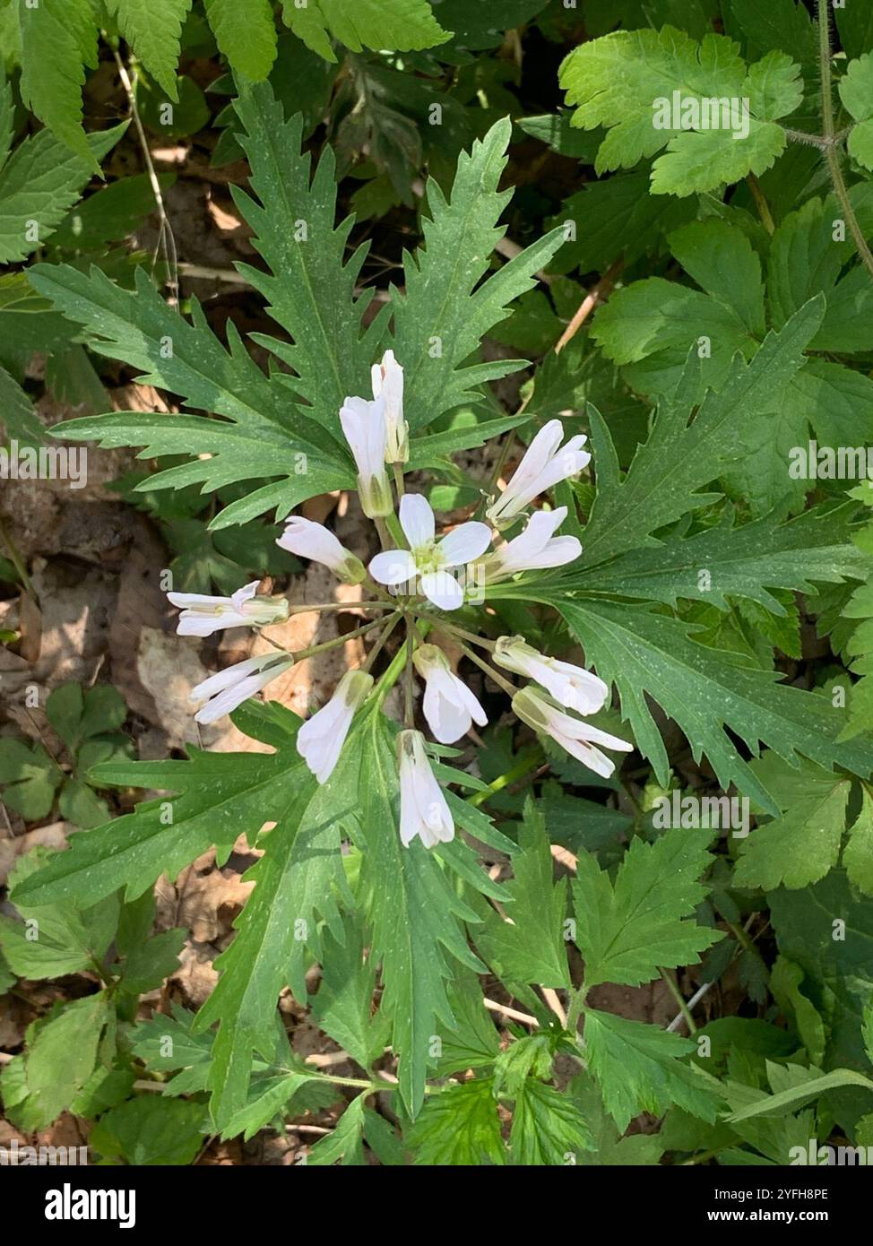 cut-leaved toothwort (Cardamine concatenata Stock Photo - Alamy