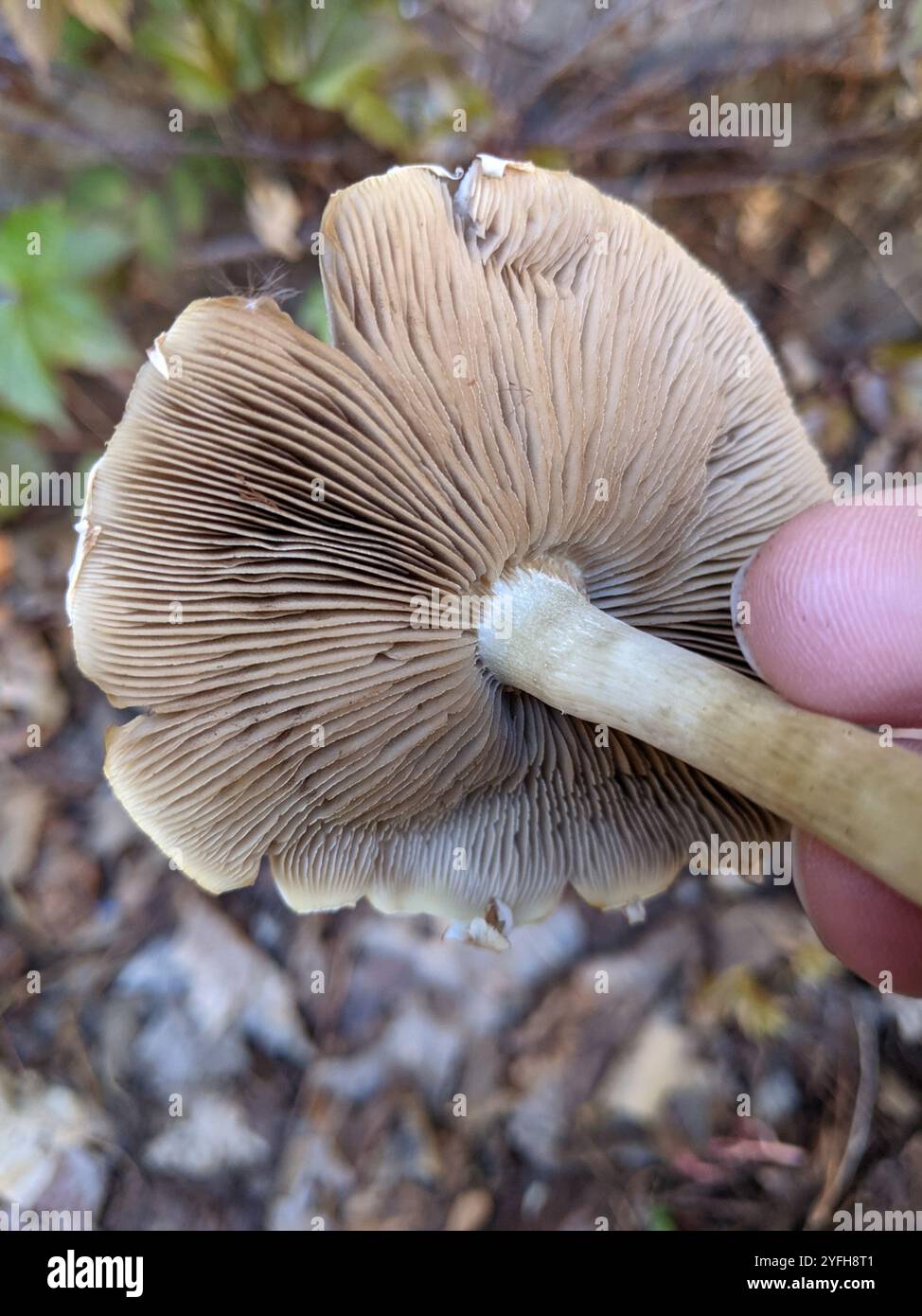 Spring Fieldcap (Agrocybe praecox Stock Photo - Alamy