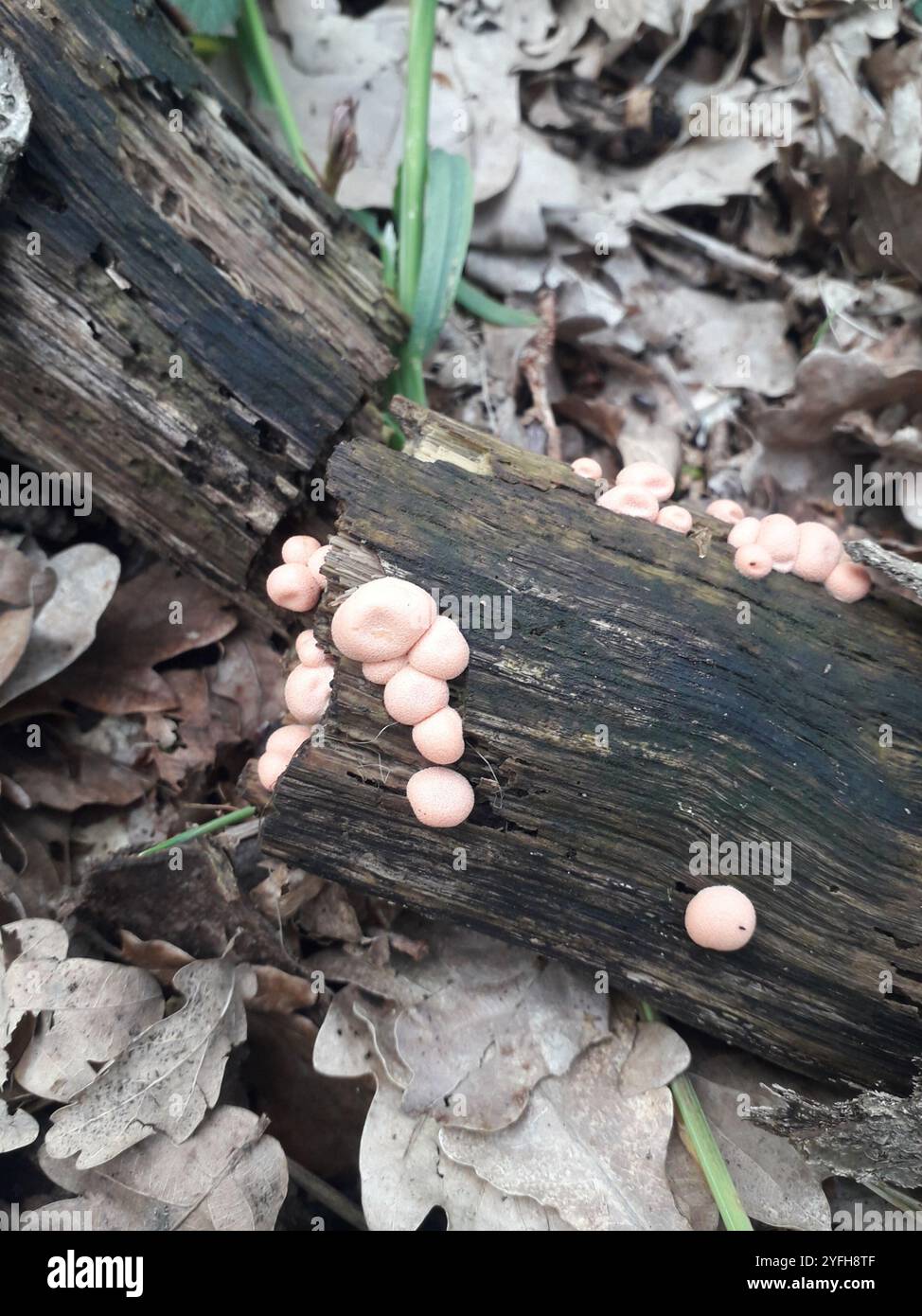 Wolf's Milk (Lycogala epidendrum Stock Photo - Alamy