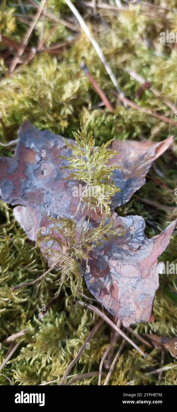 stairstep moss (Hylocomium splendens Stock Photo - Alamy