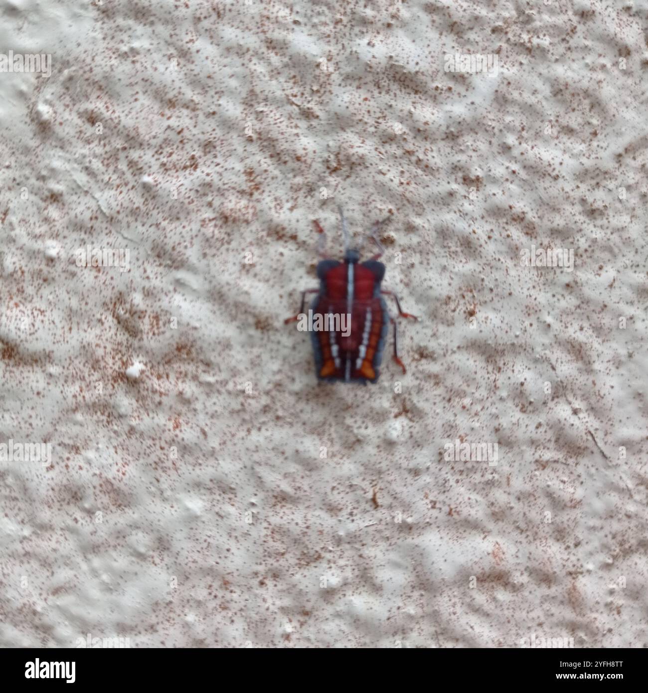 Lychee Stink Bug (Tessaratoma papillosa Stock Photo - Alamy