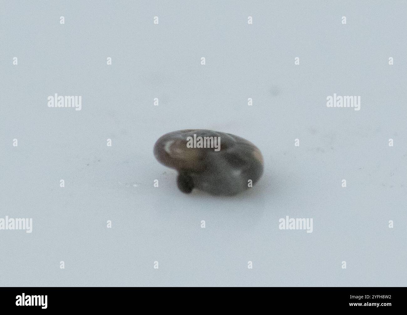 Glass Snails (Oxychilidae Stock Photo - Alamy