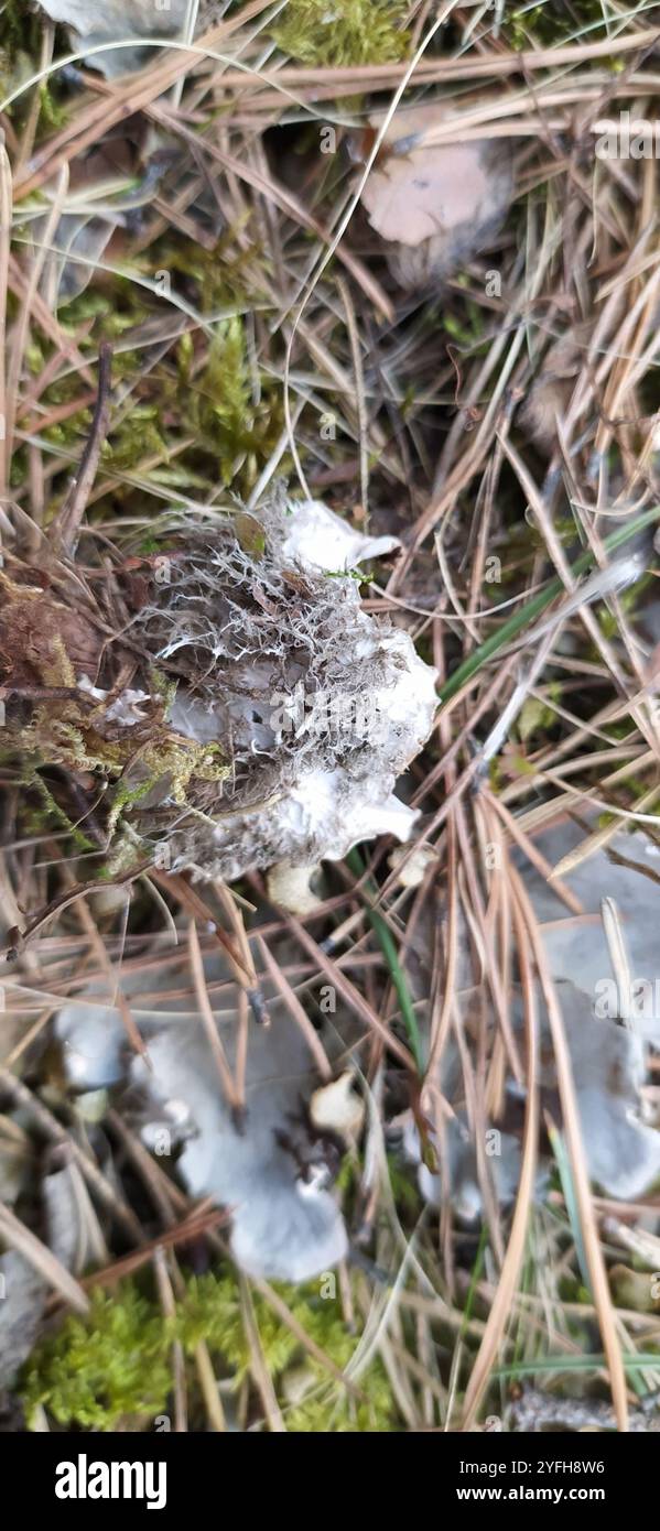 dog pelt lichen (Peltigera canina Stock Photo - Alamy