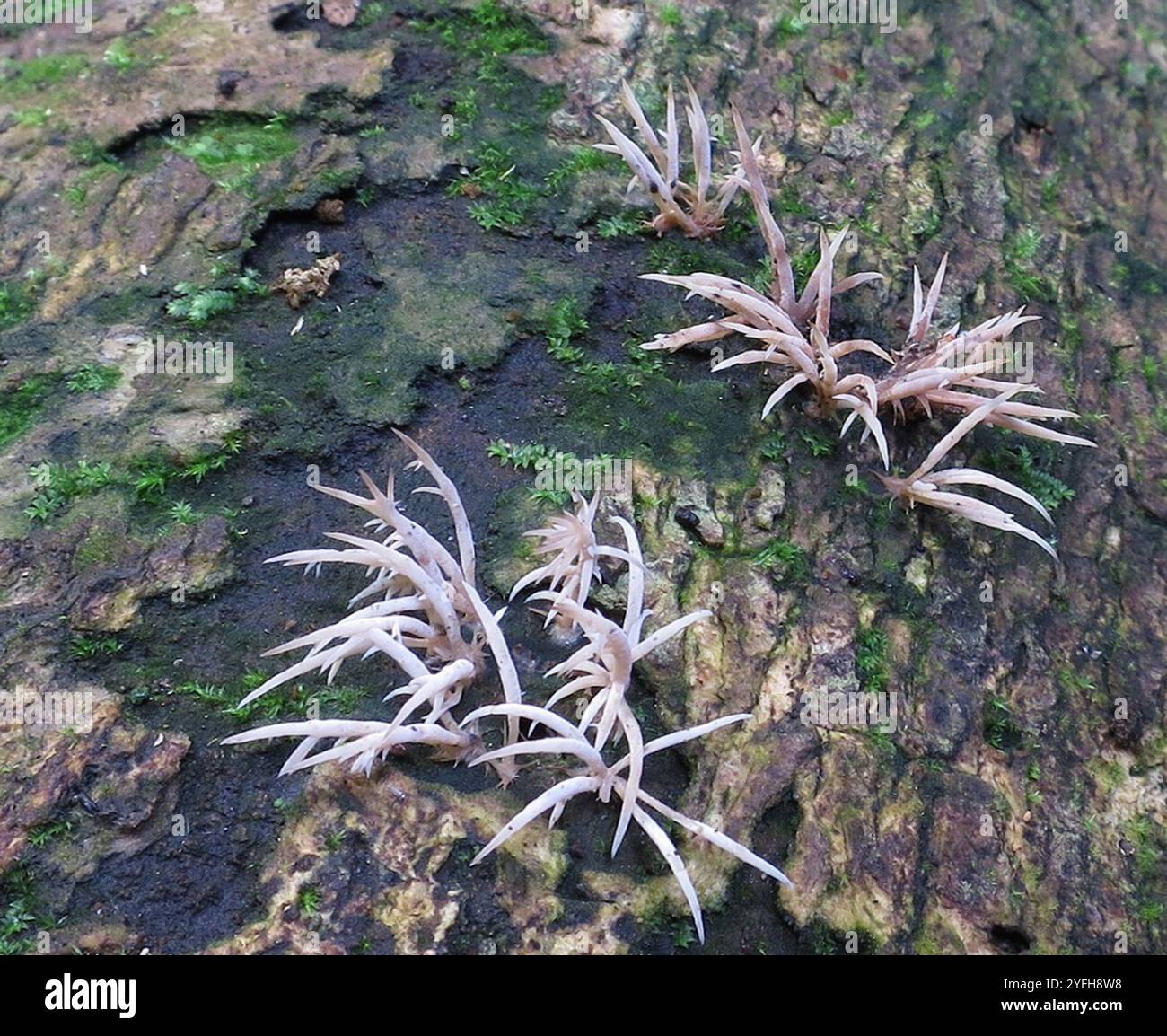 Pterulaceae hi-res stock photography and images - Alamy