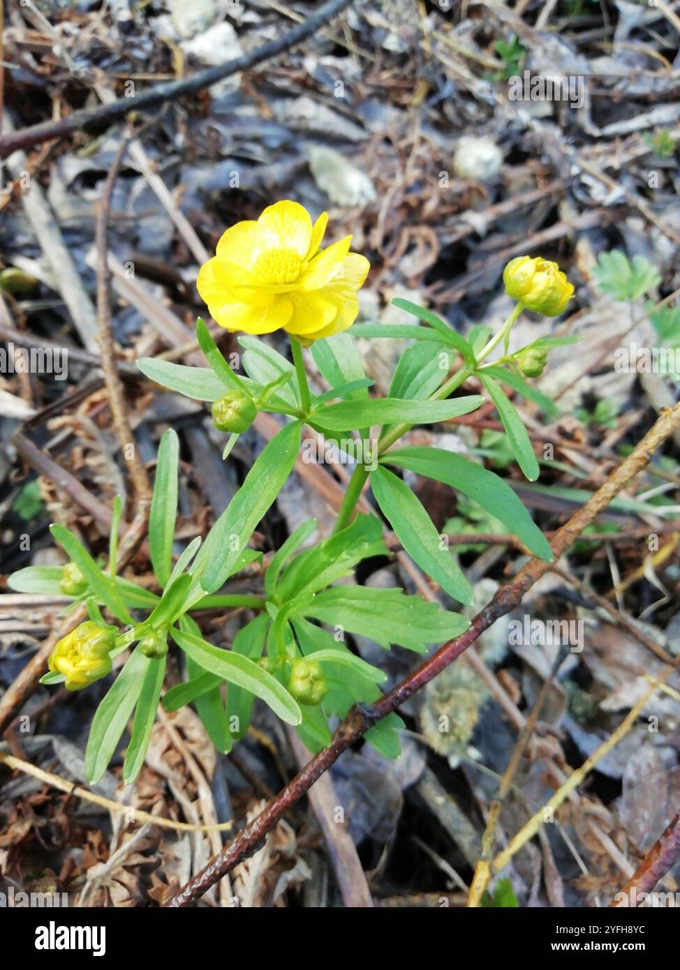 One-leaf buttercup (Ranunculus monophyllus Stock Photo - Alamy