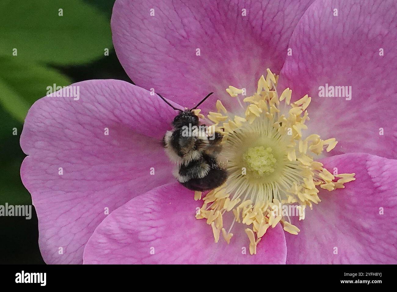 Common Eastern Bumble Bee (Bombus impatiens Stock Photo - Alamy