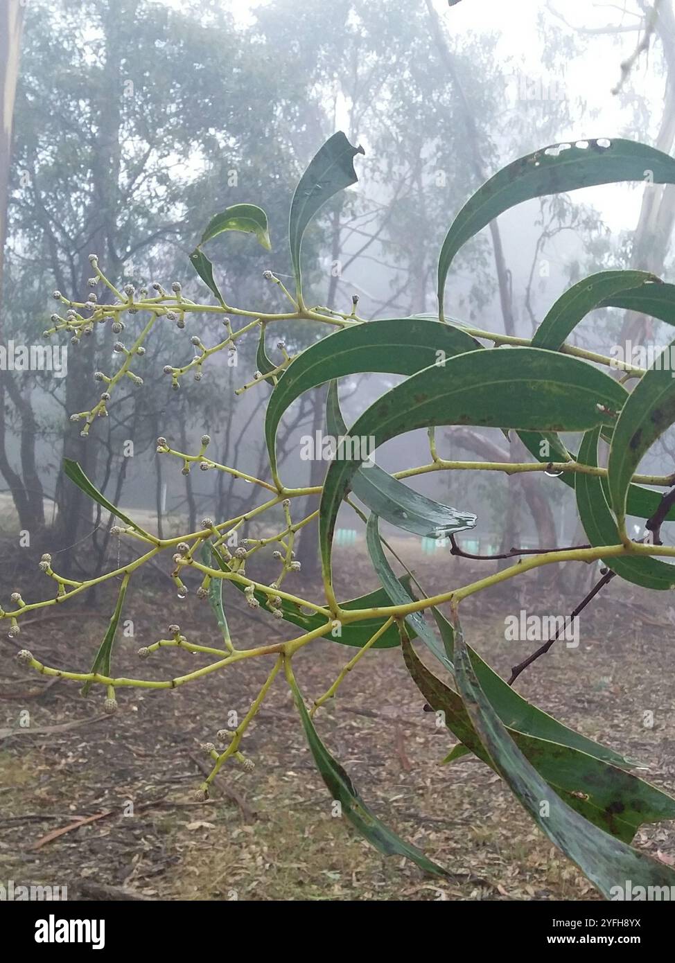 Golden Wattle (Acacia pycnantha Stock Photo - Alamy