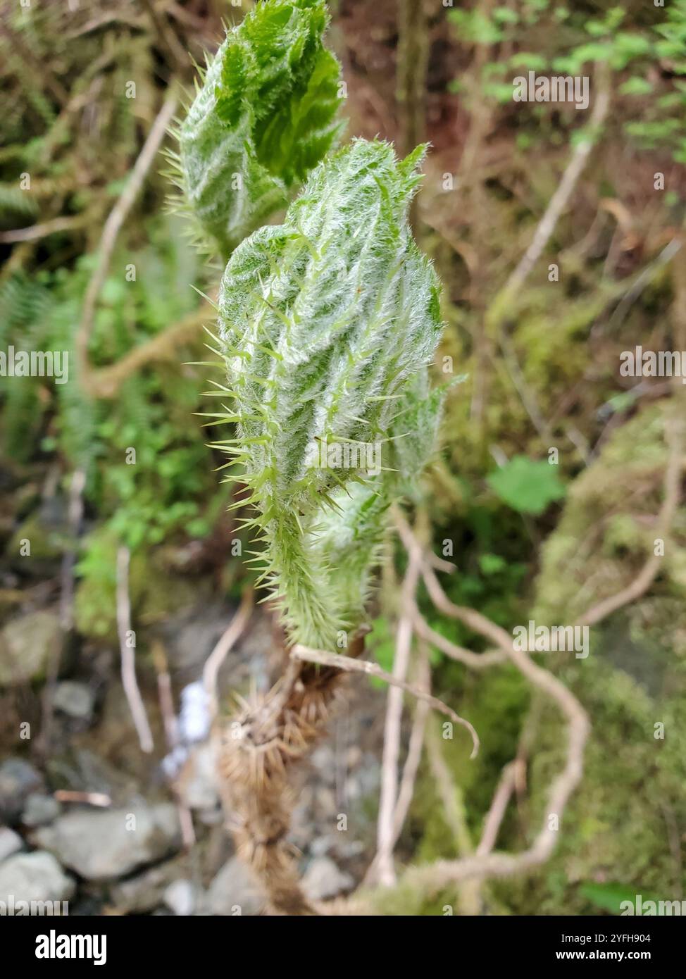Devil's Club (Oplopanax horridus Stock Photo - Alamy