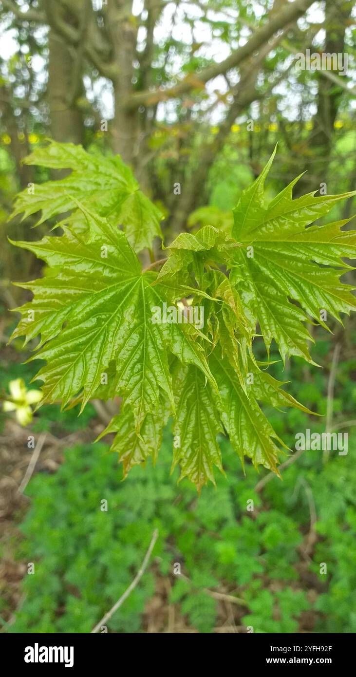Norway maple (Acer platanoides Stock Photo - Alamy