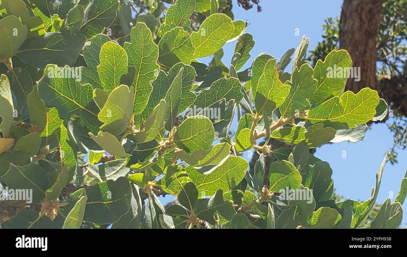 blue oak (Quercus douglasii Stock Photo - Alamy
