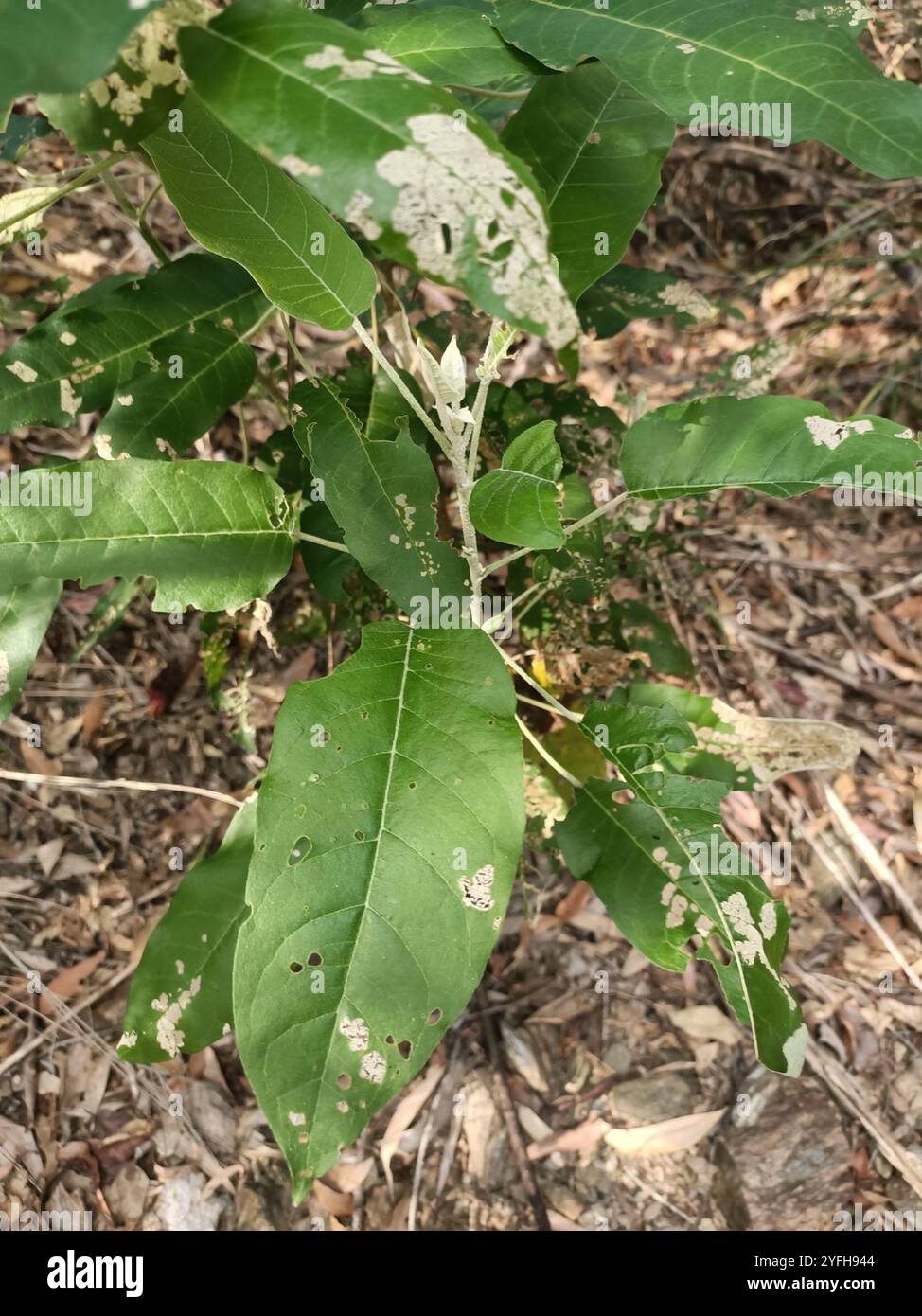 Broad-leaf Star Hair (Astrotricha latifolia Stock Photo - Alamy