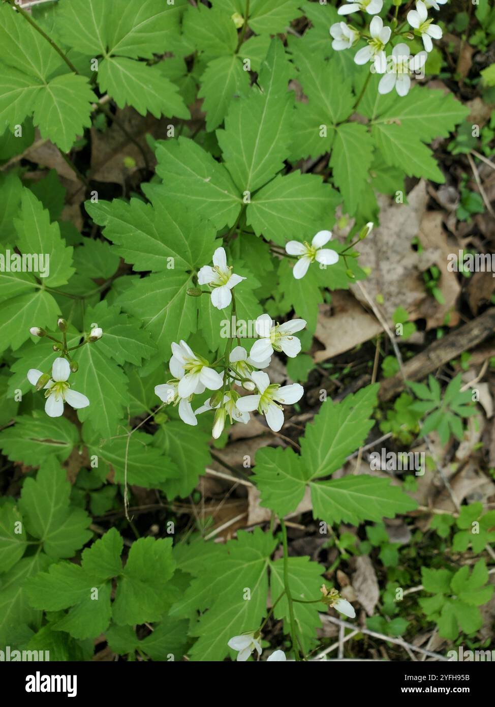 Two-leaved Toothwort (Cardamine diphylla Stock Photo - Alamy