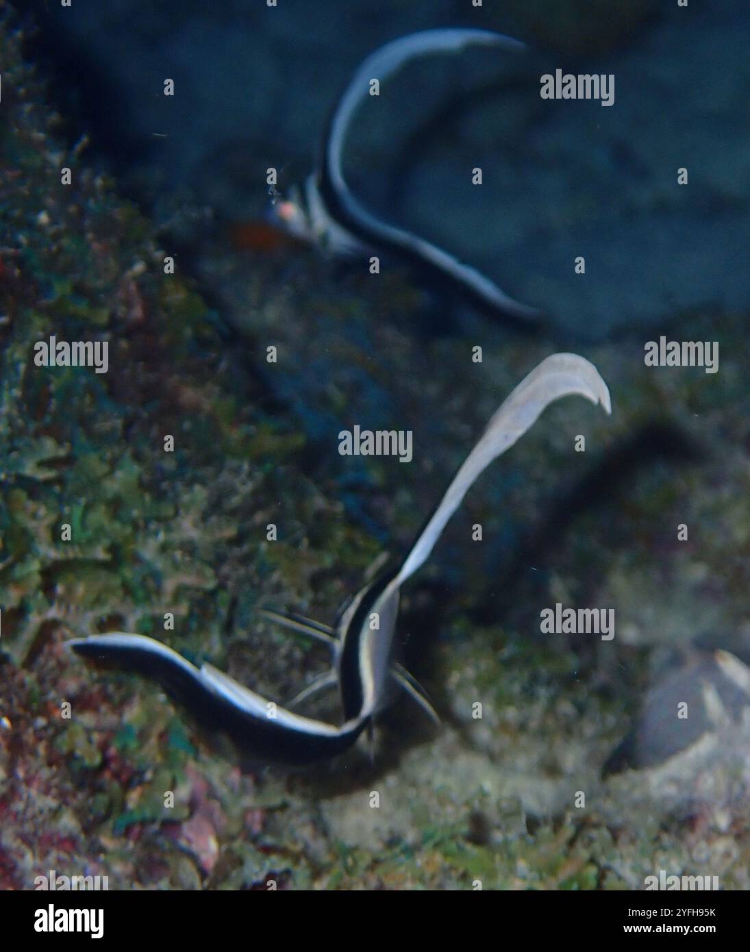 Spotted Drum (Eques punctatus Stock Photo - Alamy