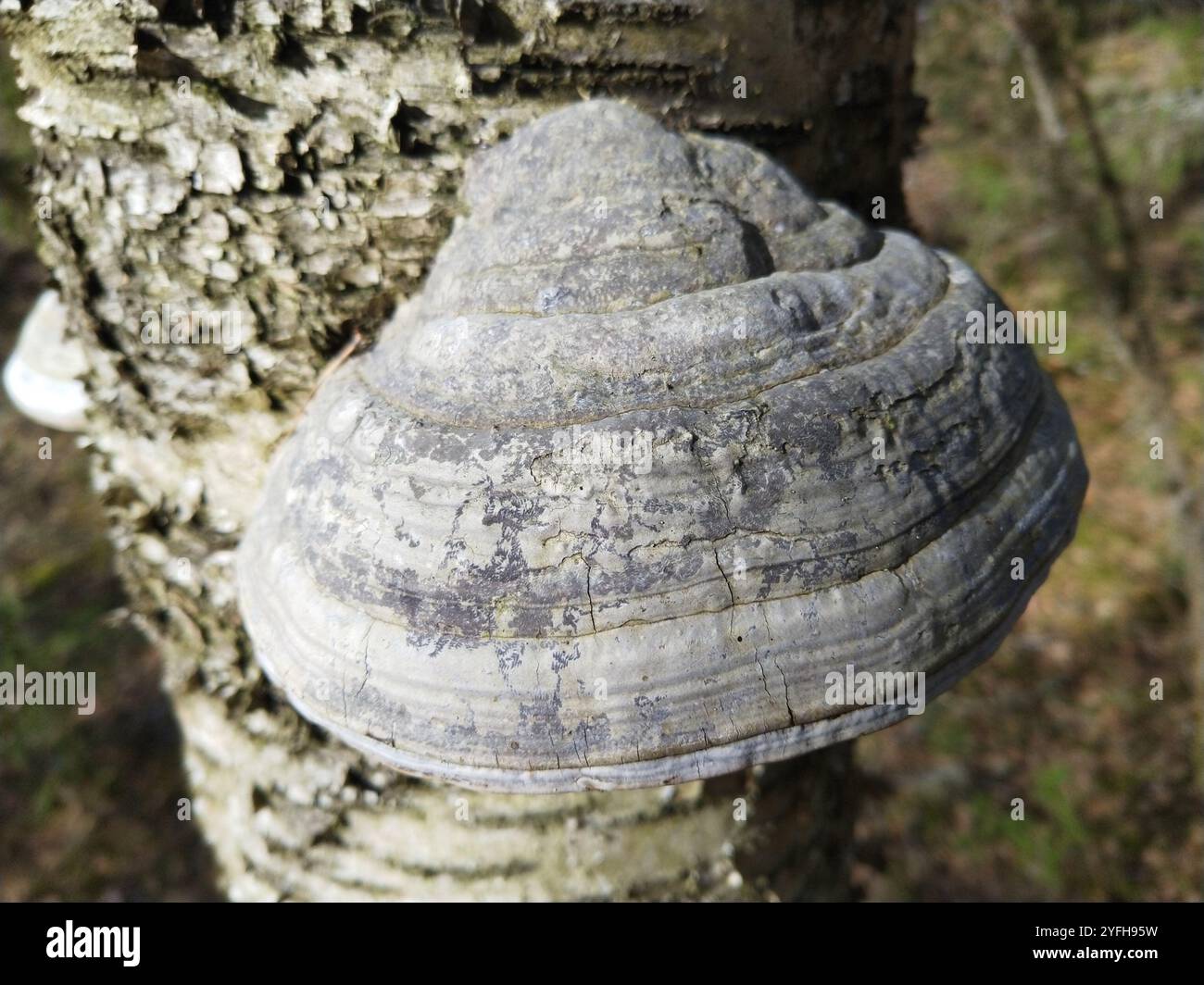 Hoof Fungus (Fomes fomentarius Stock Photo - Alamy