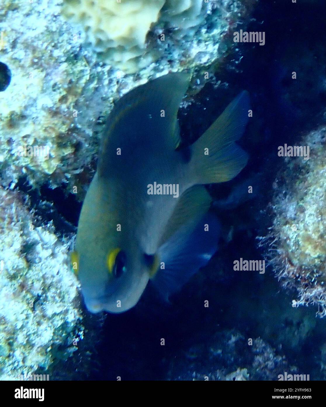 Threespot Damselfish (Stegastes planifrons Stock Photo - Alamy