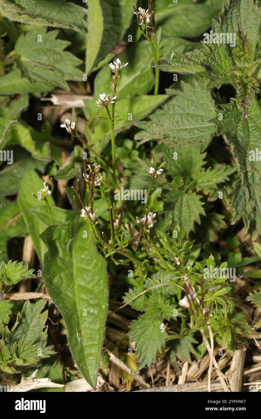hairy bittercress (Cardamine hirsuta Stock Photo - Alamy