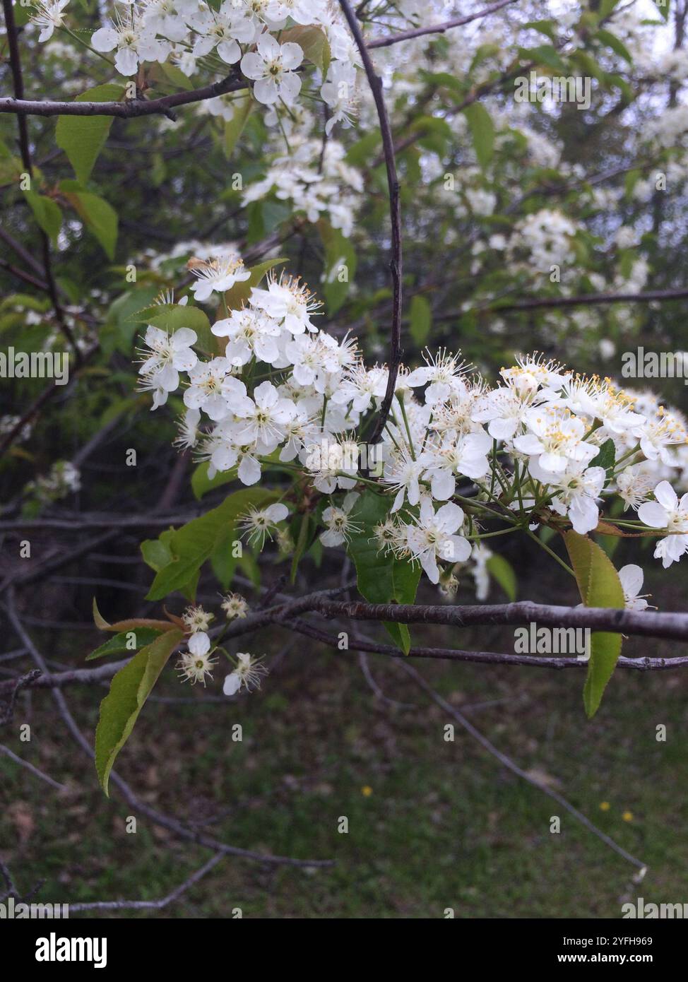 fire cherry (Prunus pensylvanica Stock Photo - Alamy