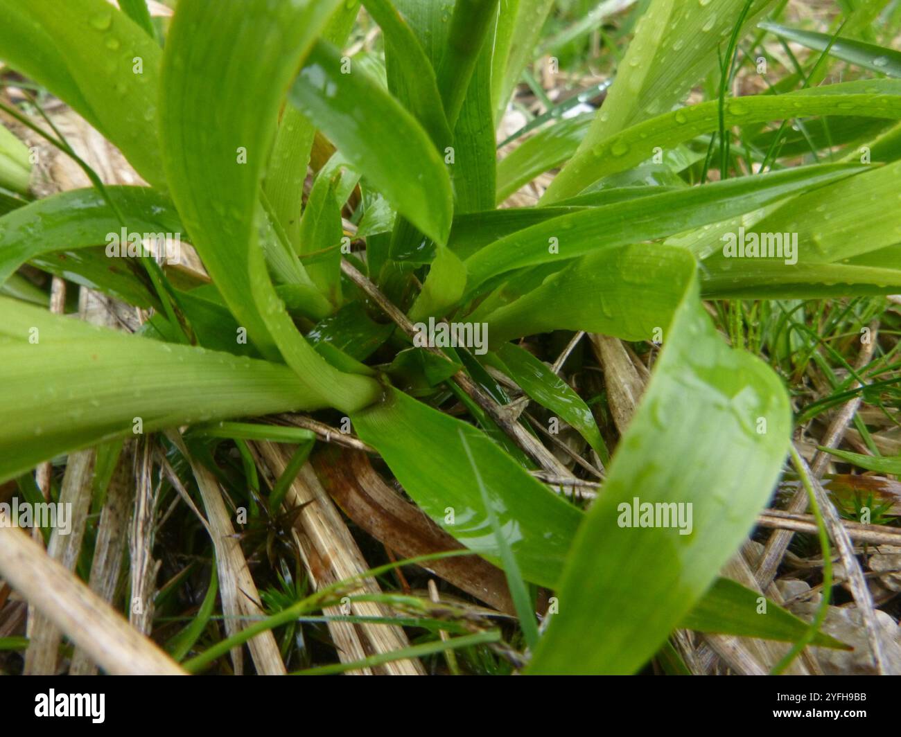Great Woodrush (Luzula sylvatica Stock Photo - Alamy