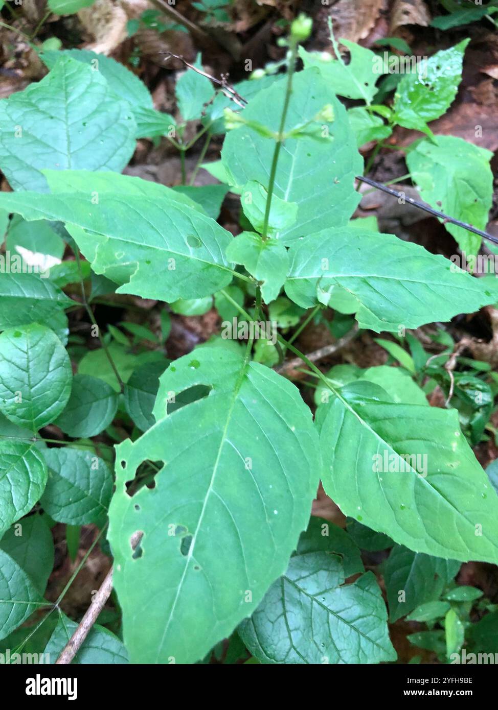 broadleaf enchanter's nightshade (Circaea canadensis Stock Photo - Alamy