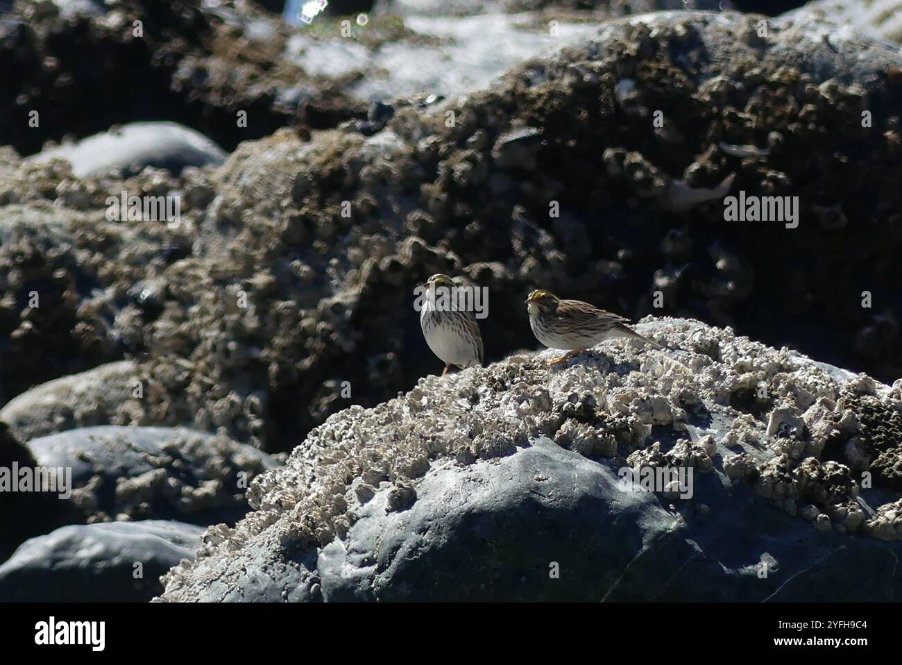 Savannah Sparrow (Passerculus sandwichensis Stock Photo - Alamy