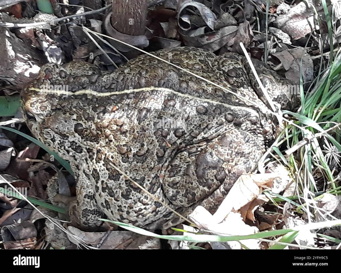 Western Toad (Anaxyrus boreas Stock Photo - Alamy