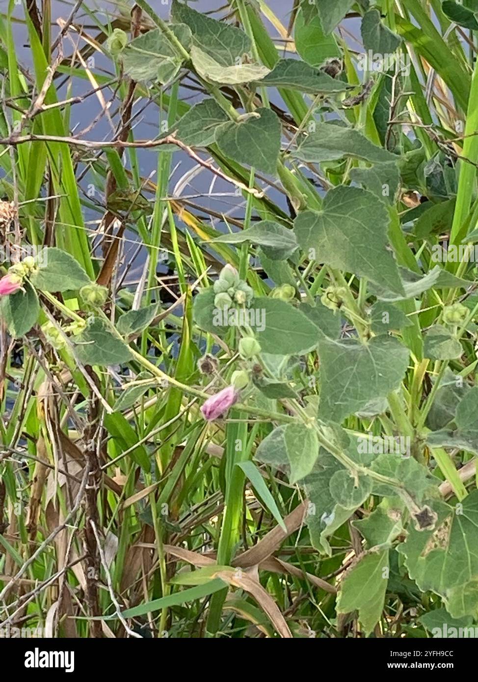Saltmarsh mallow (Kosteletzkya pentacarpos Stock Photo - Alamy