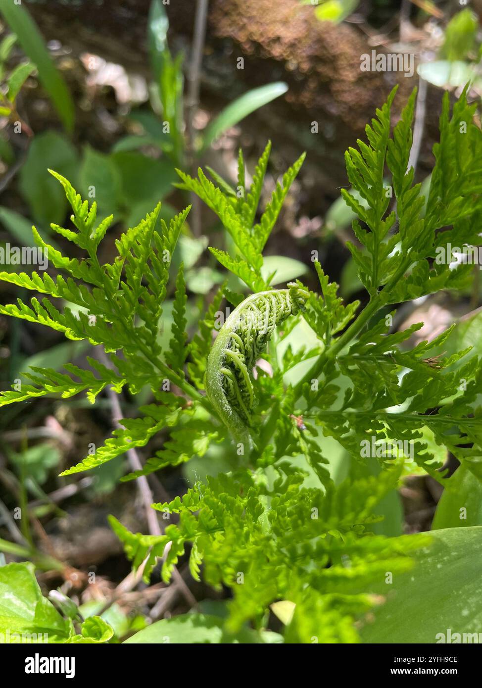 rattlesnake fern (Botrypus virginianus Stock Photo - Alamy