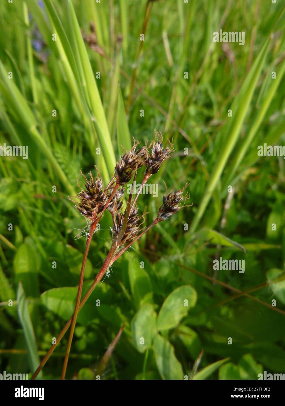 Field woodrush (Luzula campestris Stock Photo - Alamy