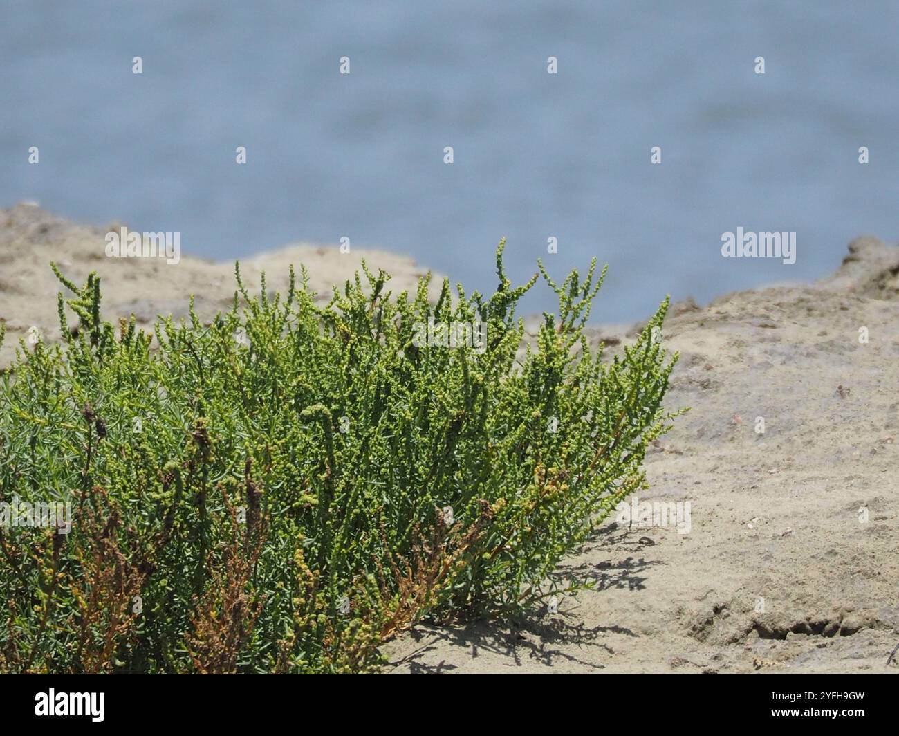 Herbaceous Seepweed (Suaeda maritima Stock Photo - Alamy
