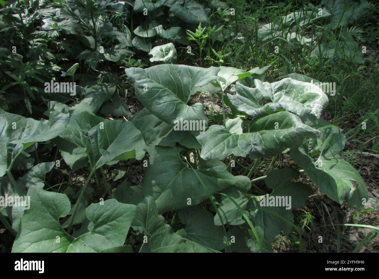 Woolly Butterbur (Petasites spurius Stock Photo - Alamy