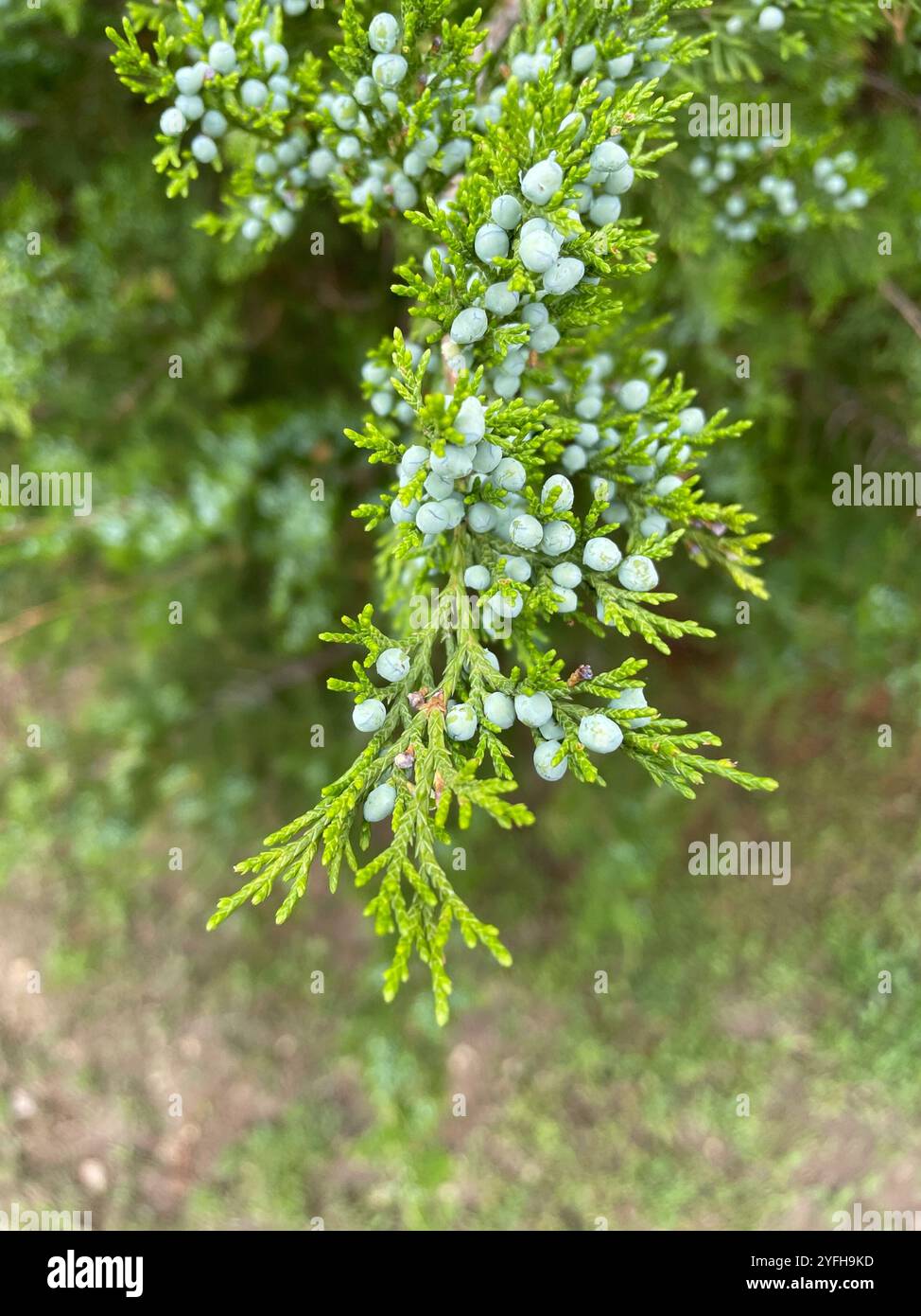 eastern redcedar (Juniperus virginiana Stock Photo - Alamy