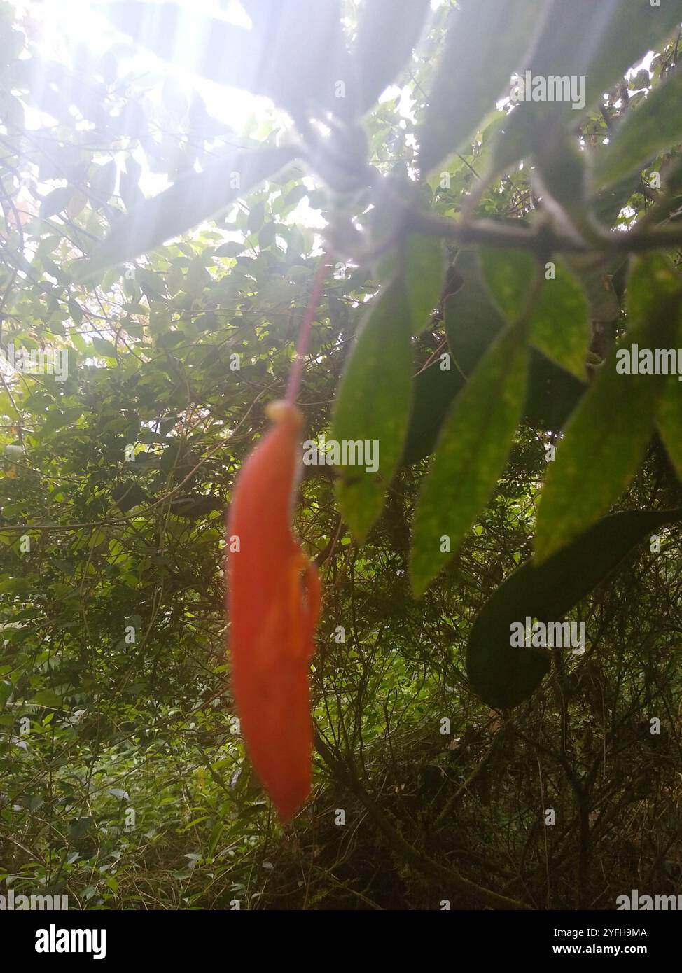 Columnea magnifica columnea magnifica hi-res stock photography and ...