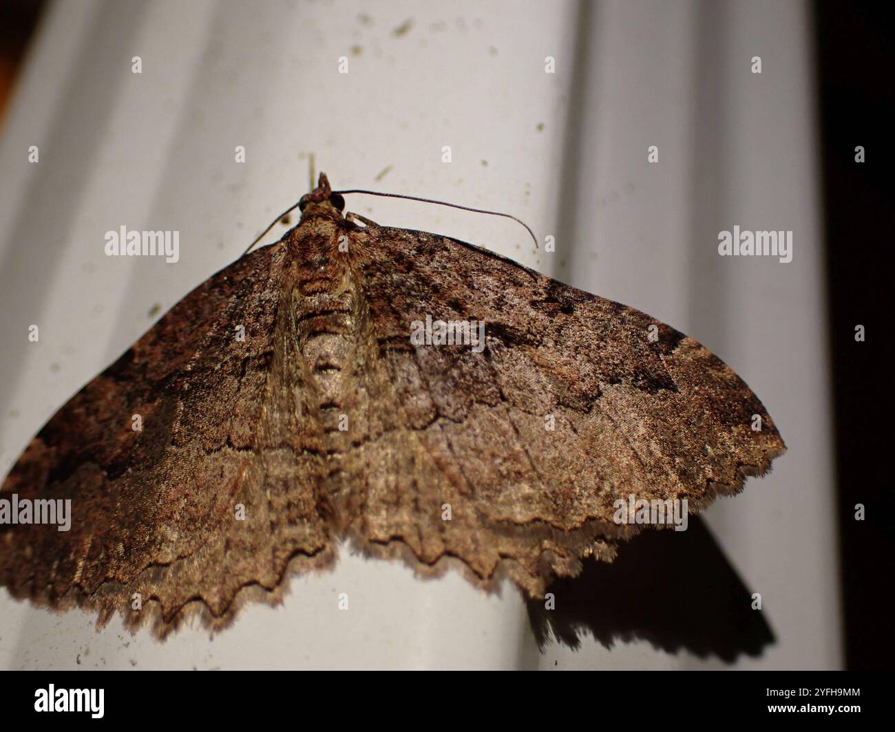 Triphosa haesitata hi-res stock photography and images - Alamy