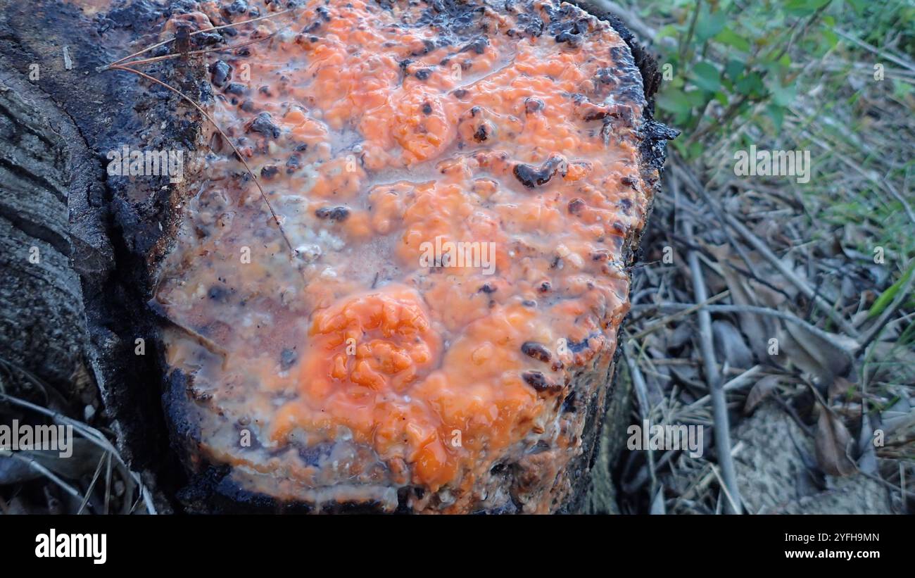 Merismoides hi-res stock photography and images - Alamy