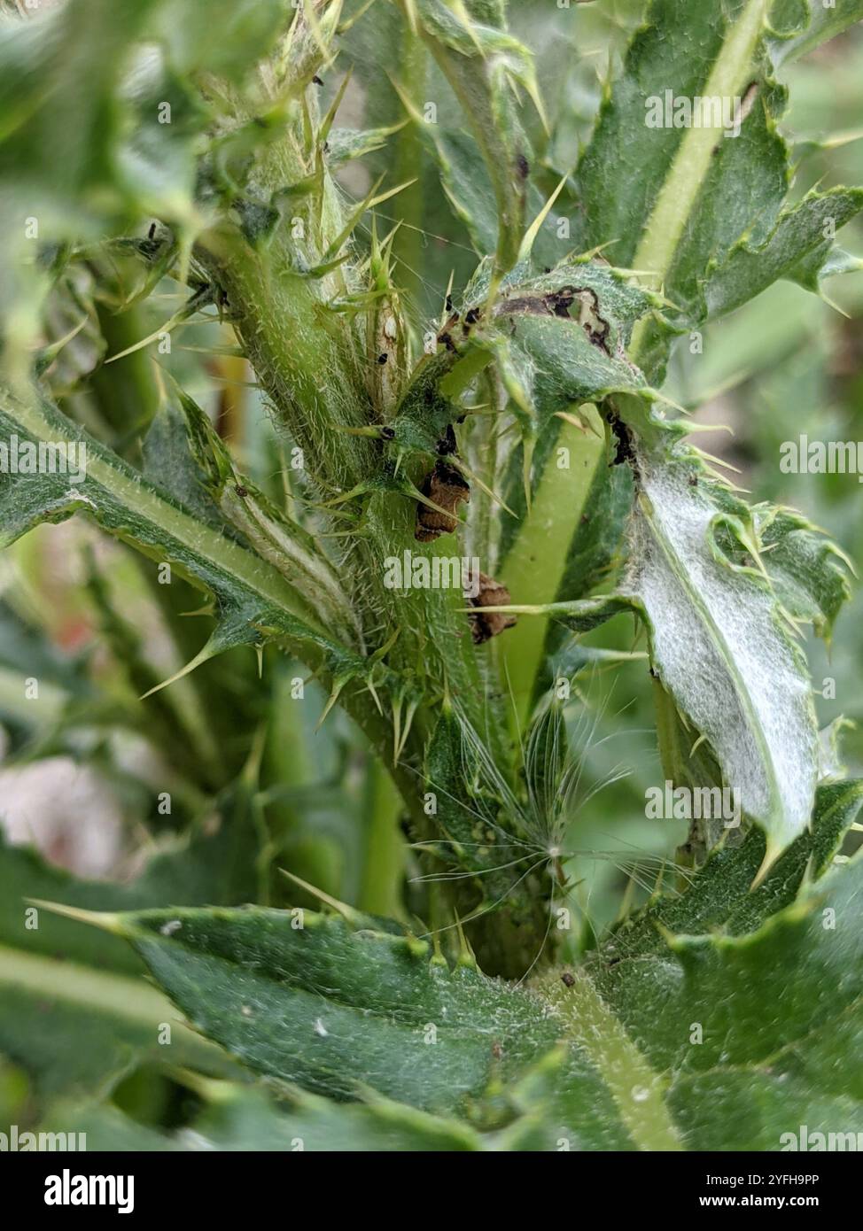 Keeled Treehopper (Entylia carinata Stock Photo - Alamy