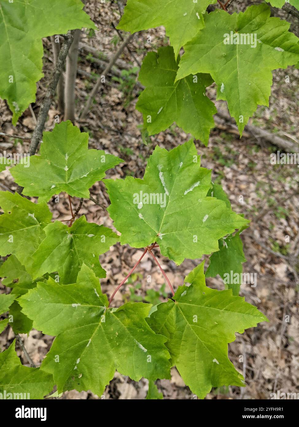 Aculus hi-res stock photography and images - Alamy